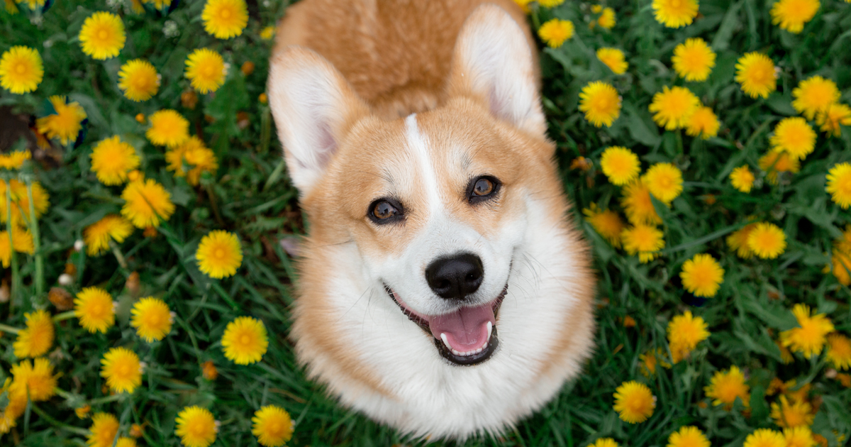 The Treats Your Pet Needs | CIMB SG